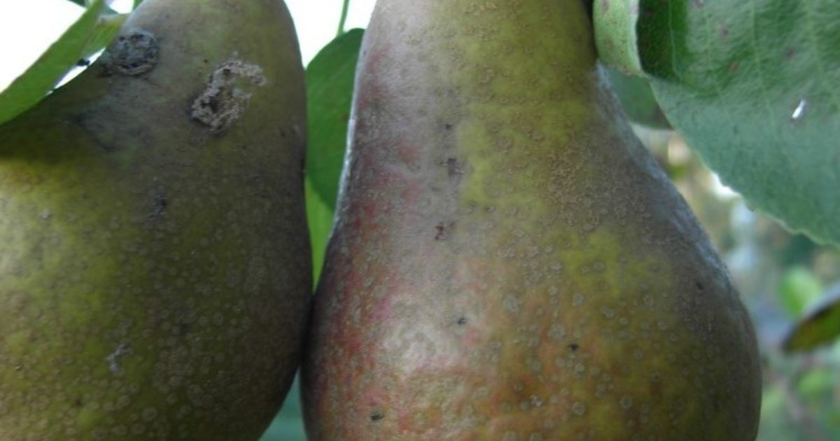 Ooit al van de fruitmot gehoord? | Edialux