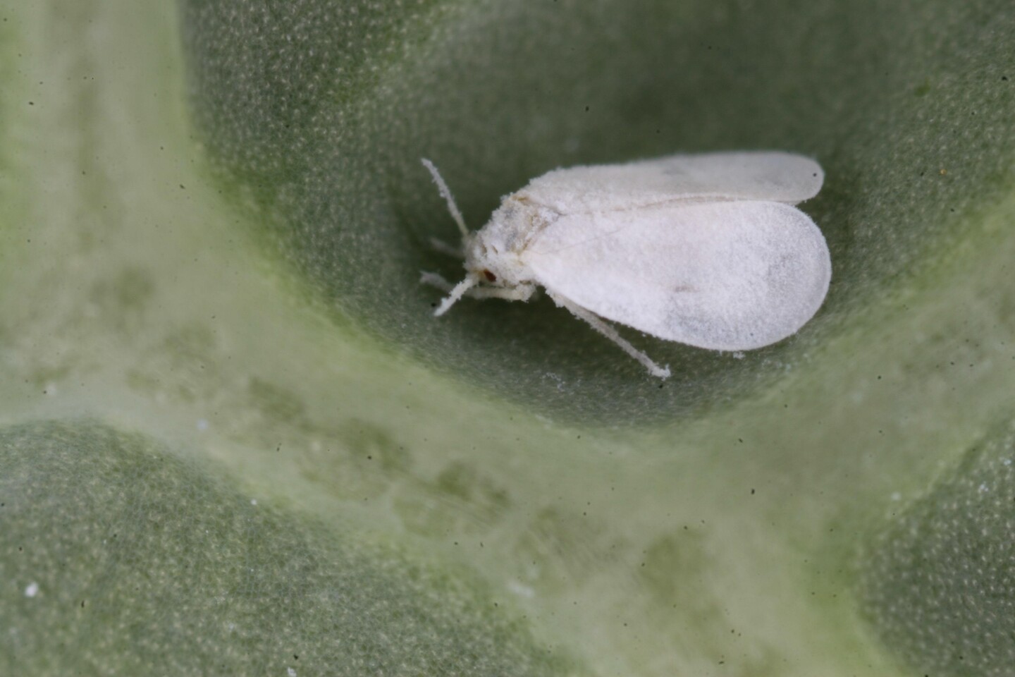 Insecten op planten | Edialux