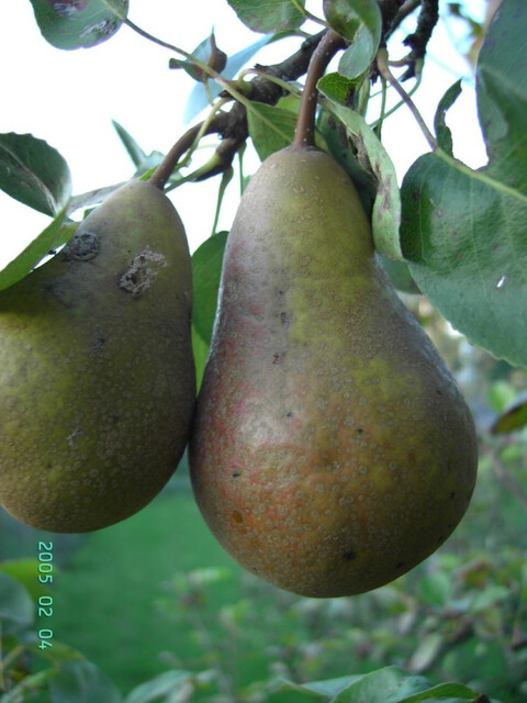 Ooit al van de fruitmot gehoord? | Edialux