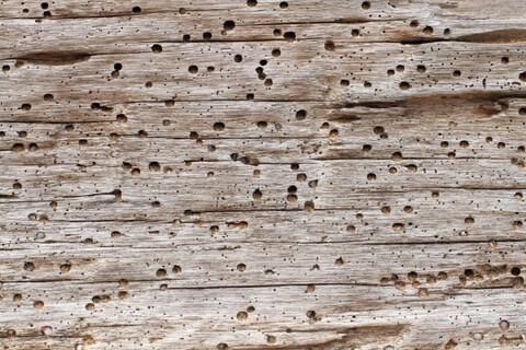 Kruipende insecten | Edialux